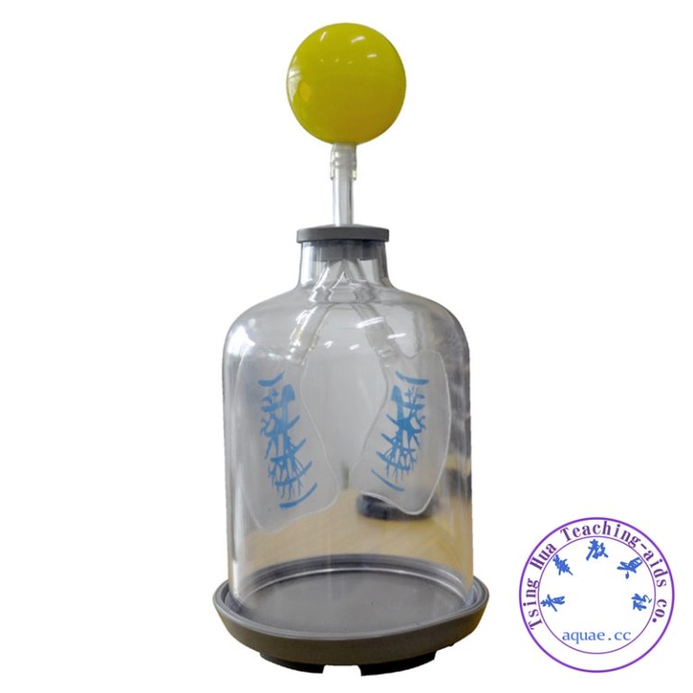 吸煙影響肺部演示模型 (手動) Smoking Affects Lungs Simulation Model – 青華教具社