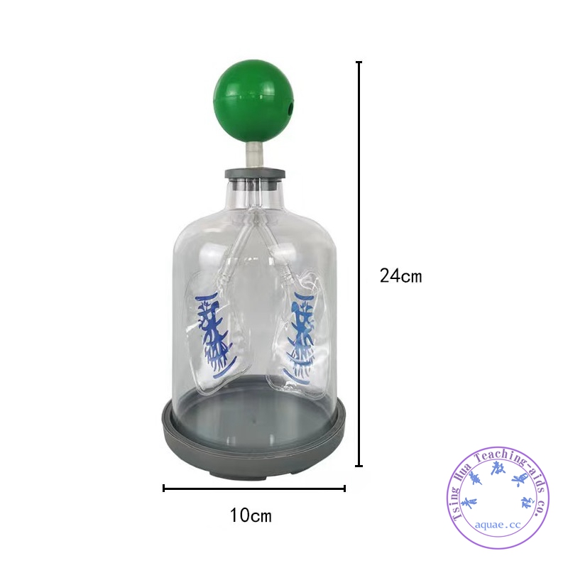 吸煙影響肺部演示模型 (手動) Smoking Affects Lungs Simulation Model – 青華教具社